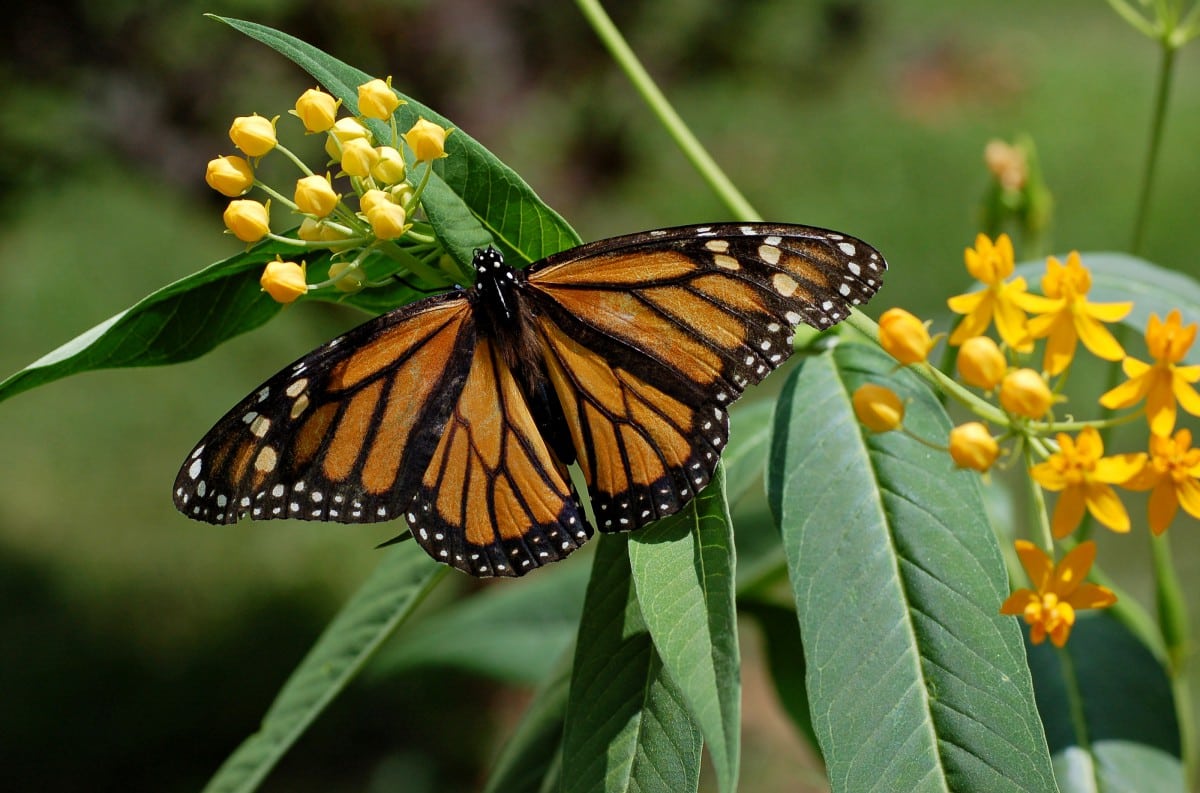 Monarchs in Peril - How Can You Help? - Tandem Global