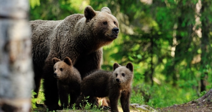 Mammals Project Guidance - Tandem Global