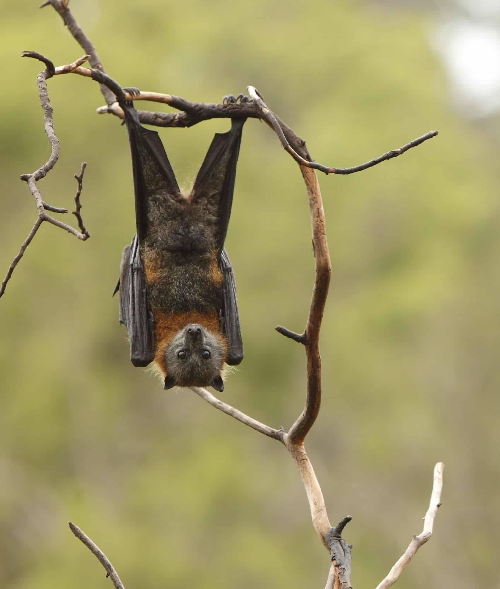 Why Bats Matter: Protection and Awareness Strategies - Tandem Global