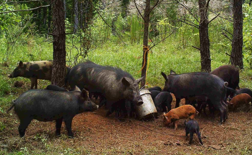 Southern Nuclear | Pig Problems - How One Site Stabilized its Feral Hog ...