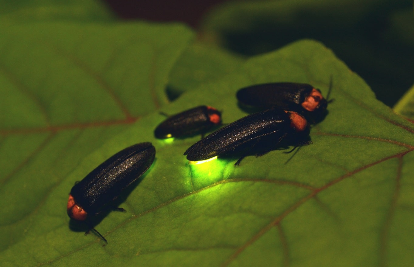 Keeping Fireflies from Blinking Out for Good - Tandem Global