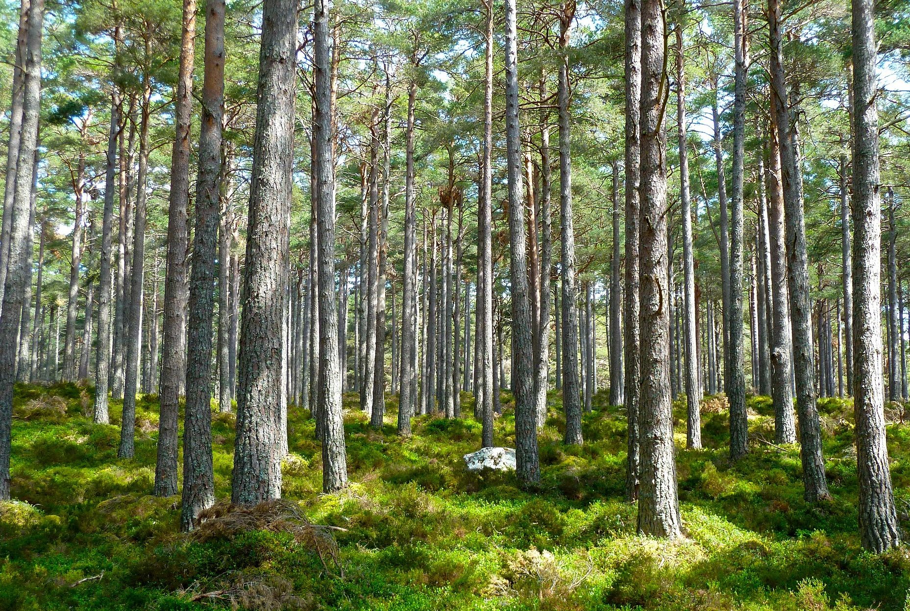 Assessing the Value and Benefits of Trees: An Intro to i-Tree - Tandem ...