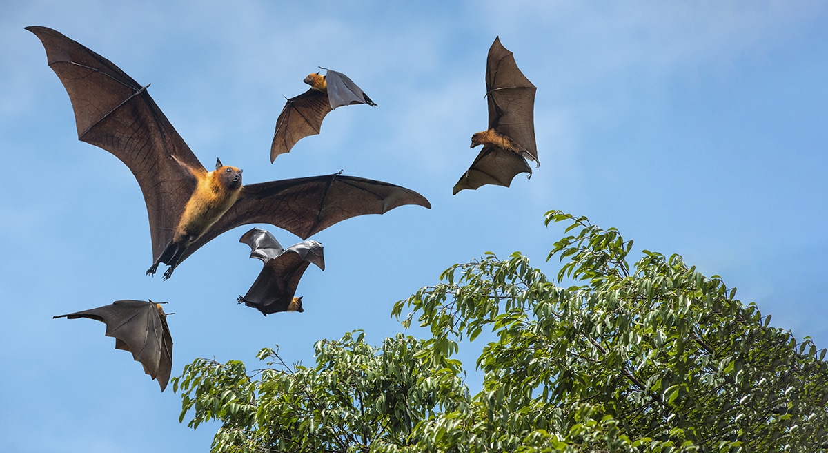 Saving Bats from Decline - Tandem Global