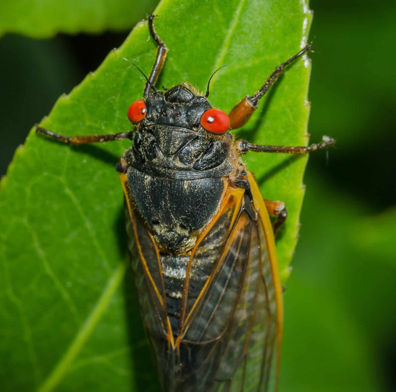 Be a Friend to Cicadas – A WHC Kid-Friendly Webinar - Tandem Global