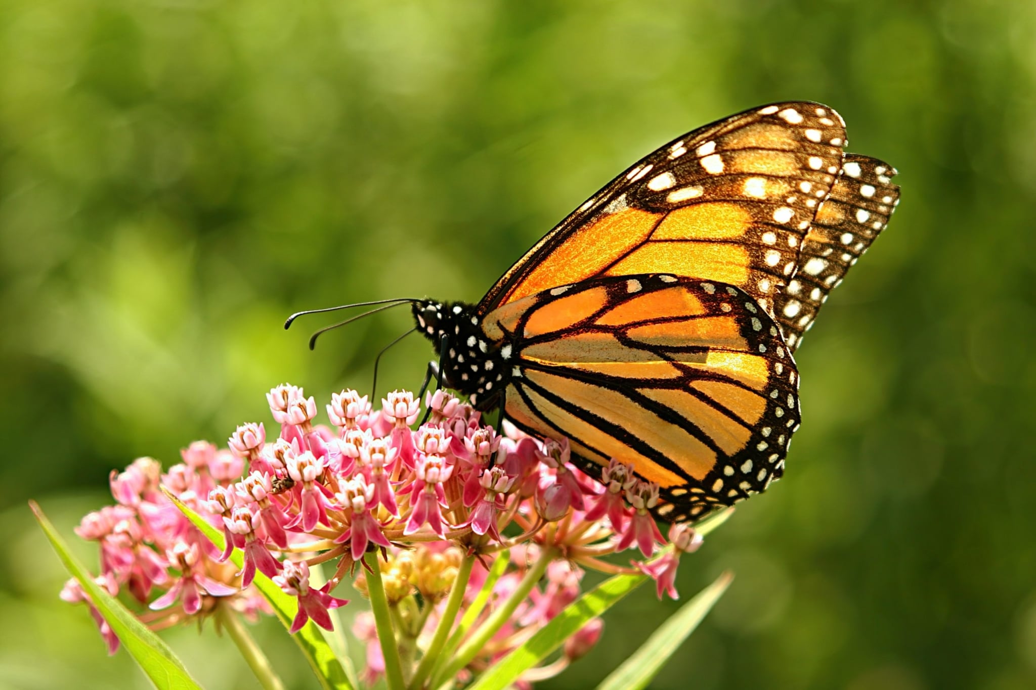Healthy Monarchs, Healthy Planet – Best Practices for Monarch ...