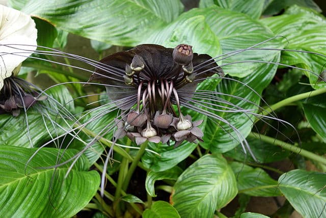 Ghoulish Garden: Six of the World’s Creepiest Flowers - Tandem Global