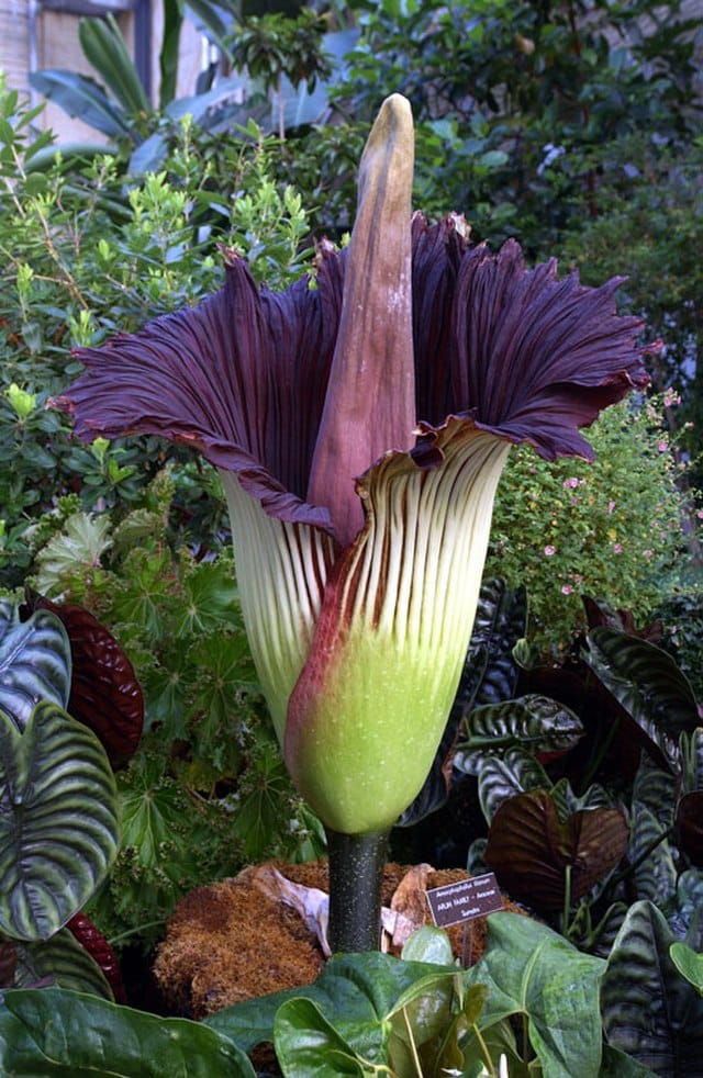 Ghoulish Garden: Six of the World’s Creepiest Flowers - Tandem Global