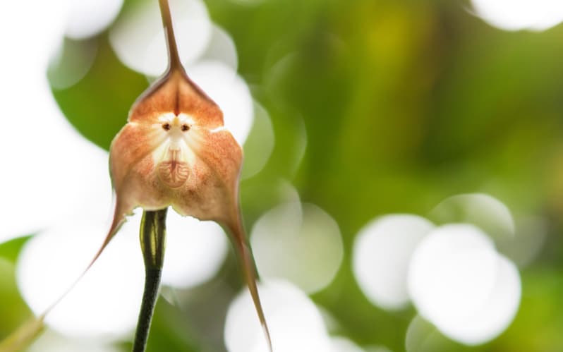Ghoulish Garden: Six of the World’s Creepiest Flowers - Tandem Global