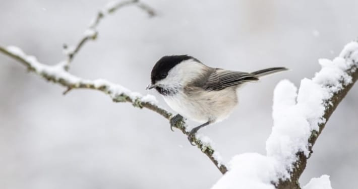 Weather Whiplash: How Extreme Winters Impact Wildlife - Tandem Global