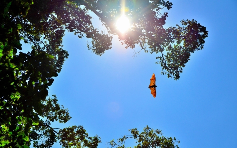 Supporting the Night Shift: Practical Landscape Tips for Bat ...