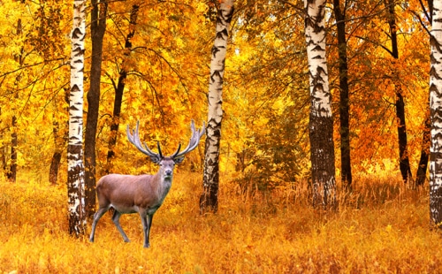 Connect with us at NY Climate Week, Trellis Impact '25 and COP30 ...