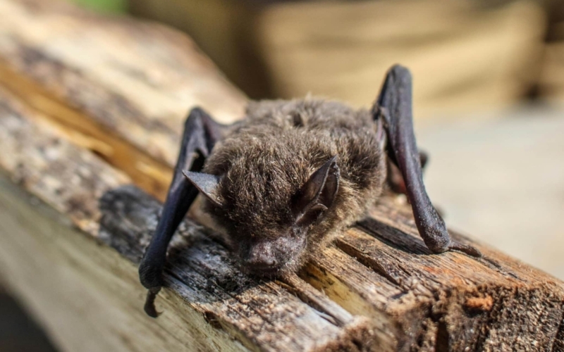 Bats Deserve the Spotlight: How Film is Amplifying Bat Conservation ...
